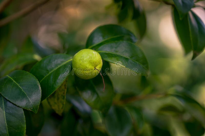 Close-up of a Green Lemon Growing on a Tree Branch Stock Image - Image ...