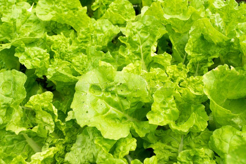 Close Up Green Lettuce Nature Fresh Abstract Background Stock Image ...