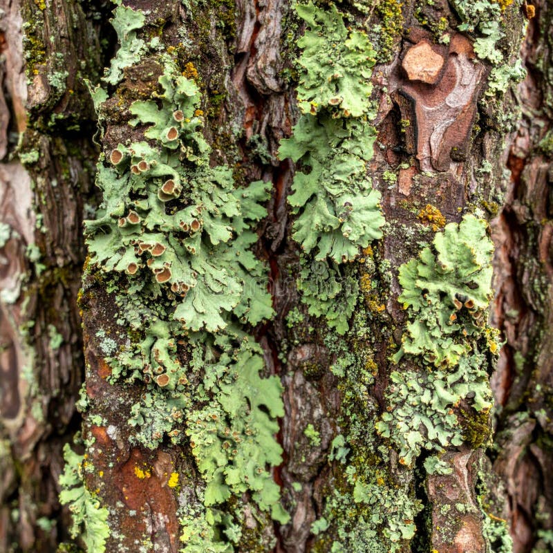 Close Up of Green Lichen on Bark Tree Texture with Detailed Patterns and Natural Light Stock ...