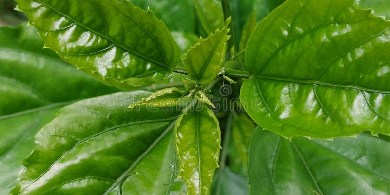 Close Up Green Light Leaf in the Garden Stock Image - Image of ...