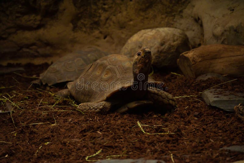 Close-Up in Green Light Small Terrestrial Tortoise Stock Photo - Image ...
