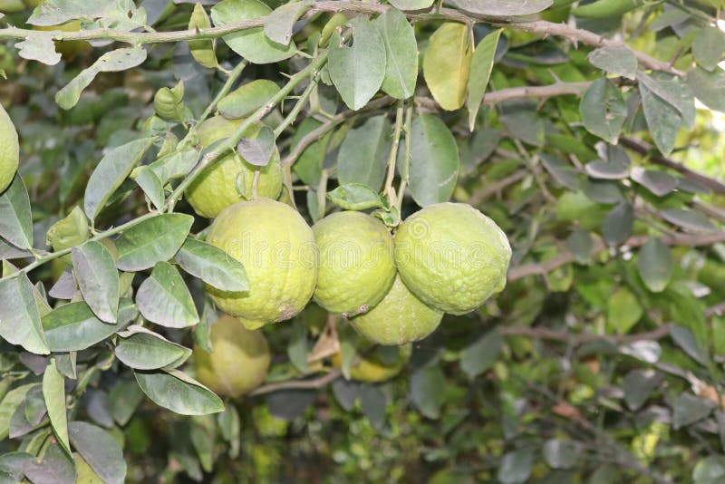 Close Up Green Lime and Water on Surface of Lime Leave and Limes .Lemon ...