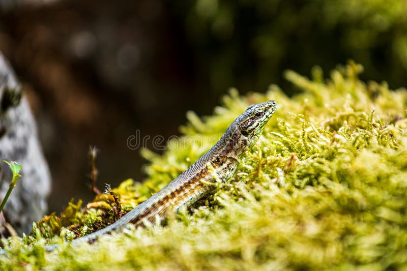 Green Lizard on Moss, Looking at the Camera Stock Image - Image of ...