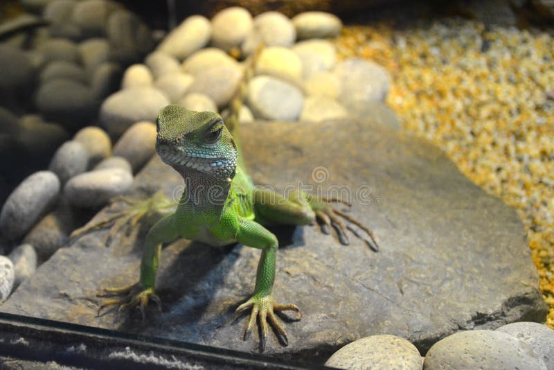 Close-up of a Green Lizard Sitting on a Stone in a Terrarium Stock ...