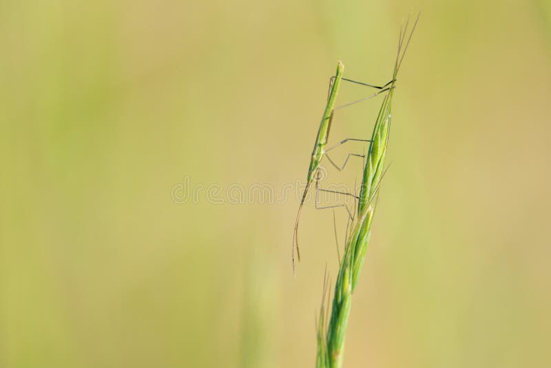 Slender stinkbug stock image. Image of slender, animal - 280124953