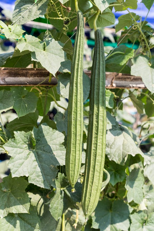 Close Up of Green Luffa in Farm Stock Image - Image of green, wood ...