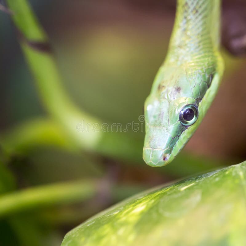 A Close-up of an Green Mamba Stock Image - Image of mouth, dangerous ...