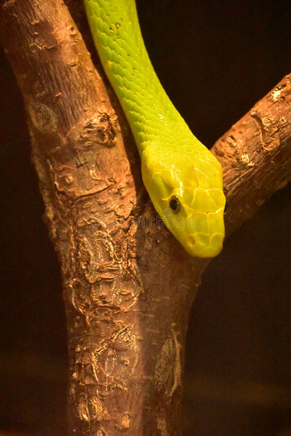 Close Up with a Green Mamba Snake Stock Image - Image of environment ...