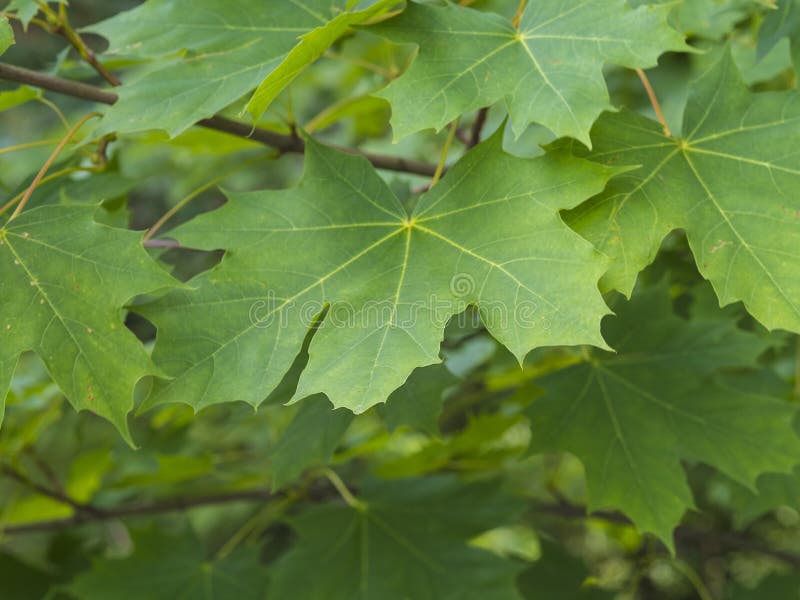 Close Up Green Maple Tree Leaves Natural Background Stock Image - Image ...
