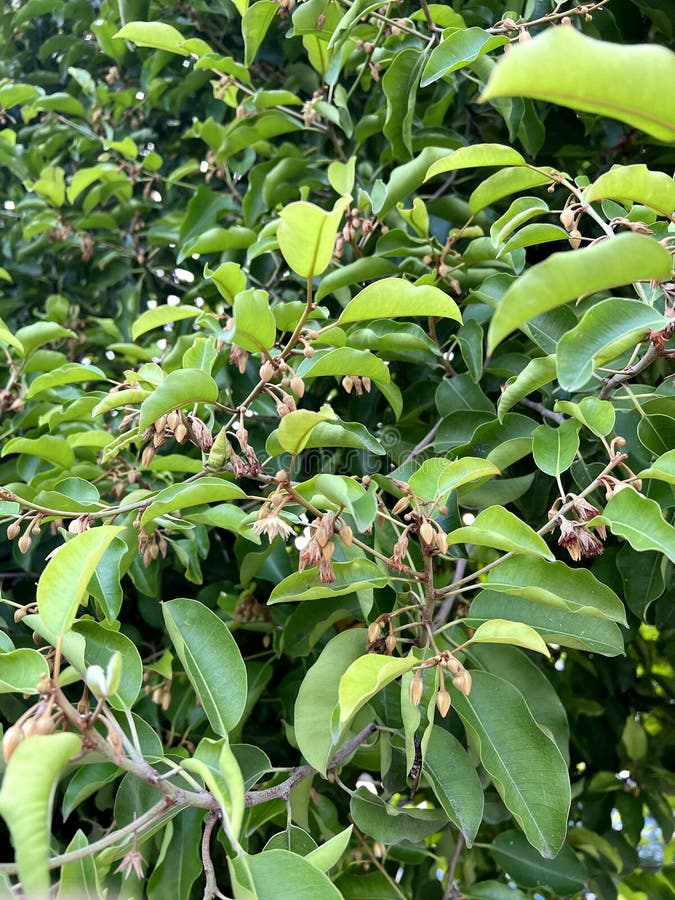 Green Mimusops Elengi Leaves of a Tree Stock Image - Image of healthy ...