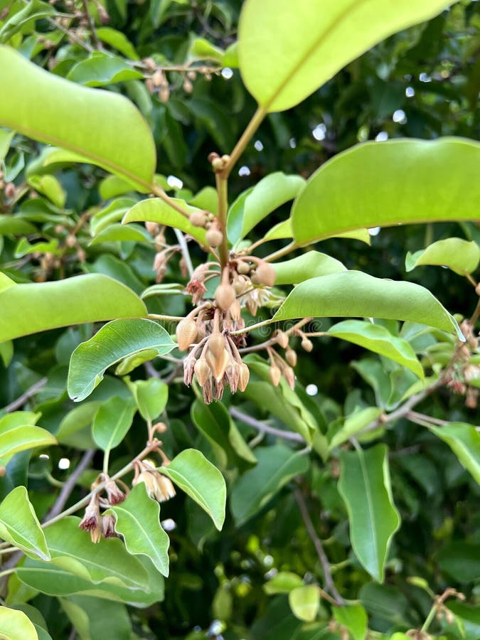 Green Mimusops Elengi Leaves of a Tree Stock Photo - Image of herbal ...