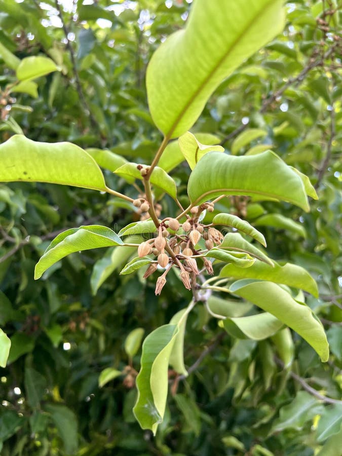 Green Mimusops Elengi Leaves of a Tree Stock Image - Image of foliage ...