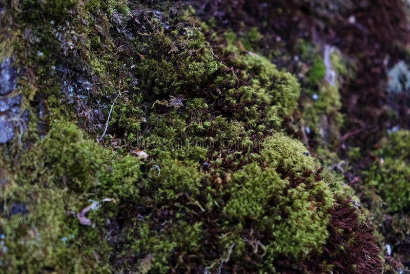 Close-up of Green Moss Background Texture Beautiful in Nature Stock ...