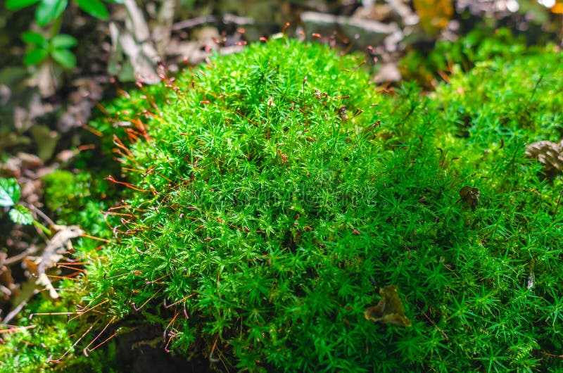 Close Up of Green Moss Growing in the Forest on Trees. Sunlit Green ...