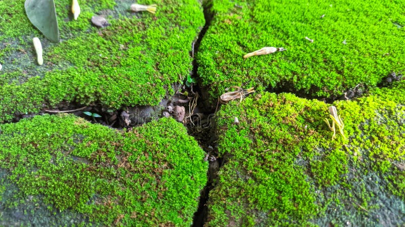 Close Up Green Moss Grows on the Surface of Paving Blocks in the Front ...