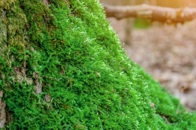 Close-up Green Moss. Modern Eco Friendly Decor Made of Colored ...