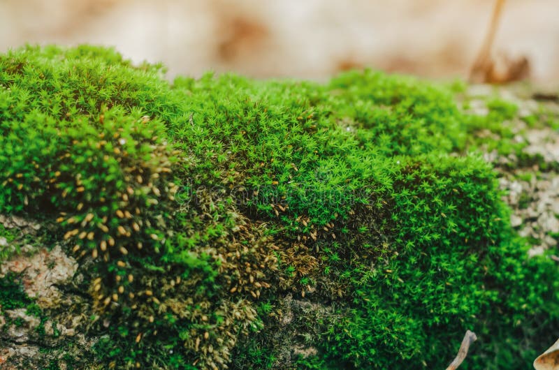 Close-up Green Moss. Modern Eco Friendly Decor Made of Colored ...