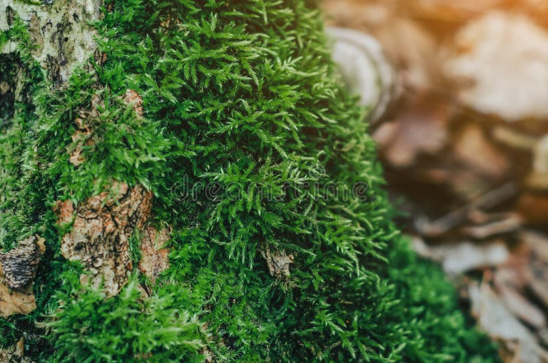 Close-up Green Moss. Modern Eco Friendly Decor Made of Colored ...