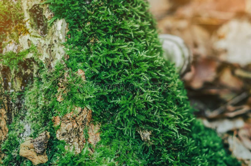 Close-up Green Moss. Modern Eco Friendly Decor Made of Colored ...