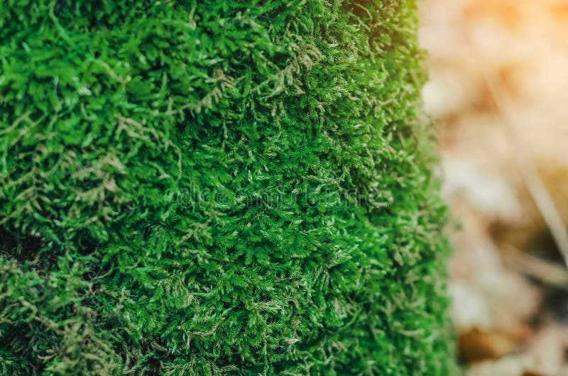 Close-up Green Moss. Modern Eco Friendly Decor Made of Colored ...