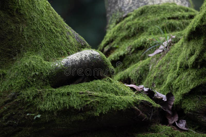 Close Up Green Moss on the Old Rock, Rainforest in Summer Stock Image ...