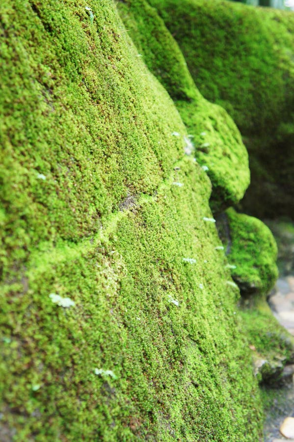 Moss close up on rock stock image. Image of abstract - 24642271
