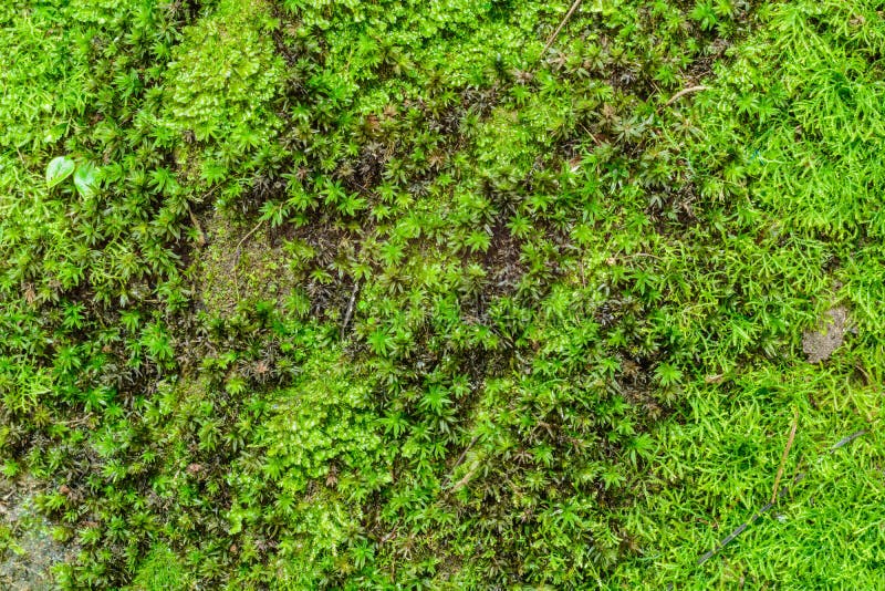 Close up green moss stock image. Image of backdrop, stone - 59523977