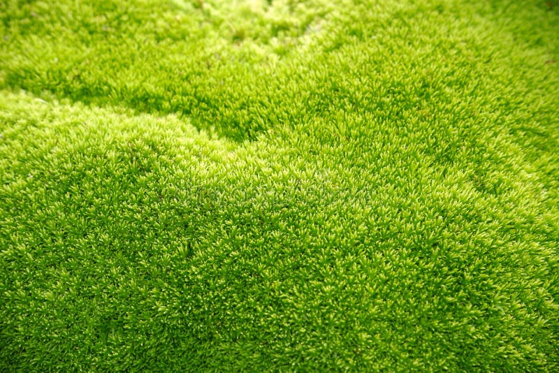 Close Up Green Moss Texture, Background. Moss Green Texture. Moss ...