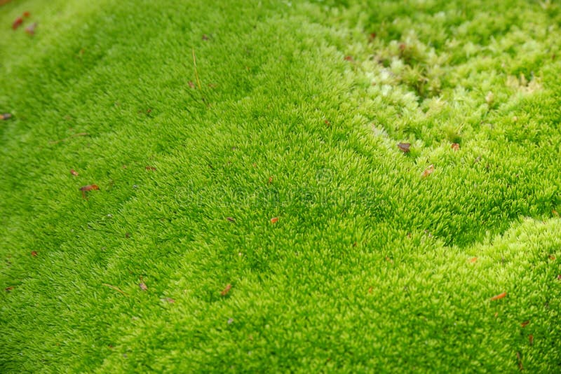 Close Up Green Moss Texture, Background. Moss Green Texture. Moss ...