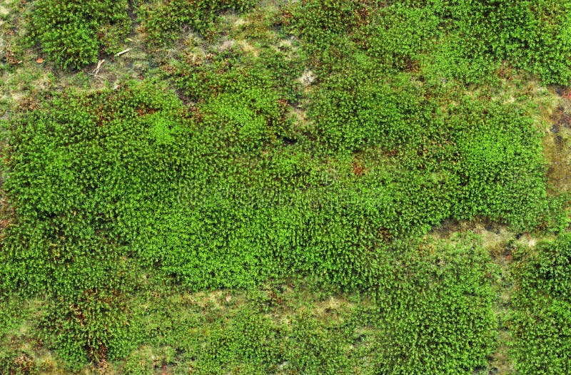 Wetland Texture Seamless Stock Photos - Free & Royalty-Free Stock ...