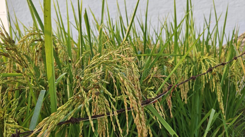 A Close Up Green Paddy Field in India Stock Photo - Image of close ...