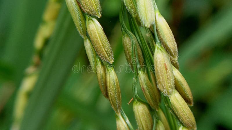 Close Up Green Paddy, Fresh Paddy on Stem. Stock Photo - Image of crop ...