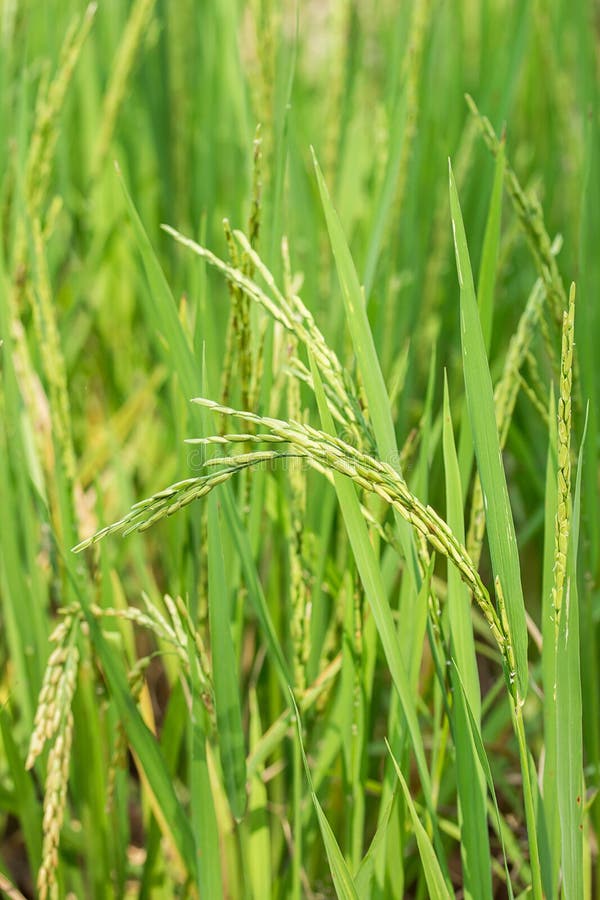 Close Up of Green Paddy Rice. Stock Image - Image of green, growth ...