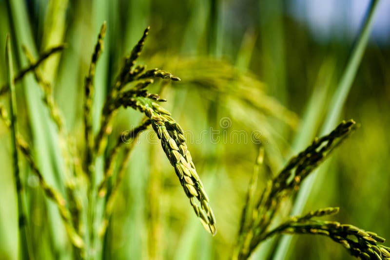 Green paddy in rice fields stock photo. Image of fields - 129434426