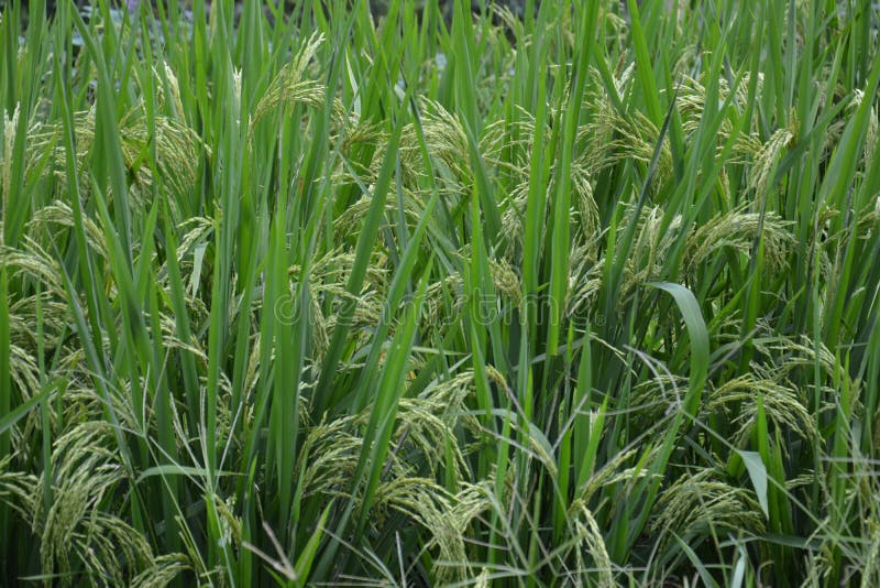 Close Up of Green Paddy Rice Plant Stock Photo - Image of stem, grain ...