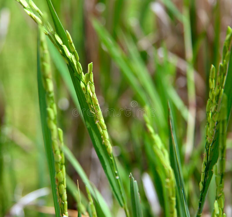 Close Up of Green Paddy Rice Plant Stock Image - Image of close, grow ...