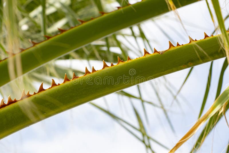 Close Up of Green Palm Tree Leaves with Sharp Thorns. Close Up of a ...
