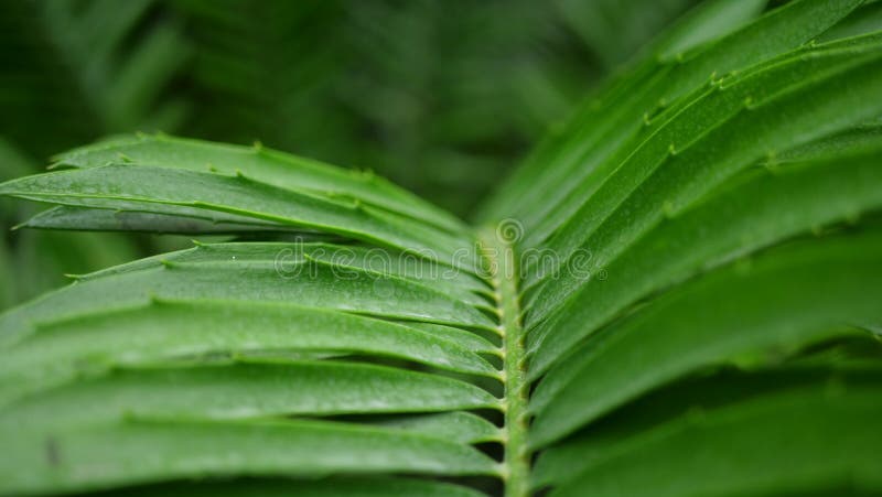 Close Up Green Palm Wallpaper Stock Photo - Image of girl, garden ...