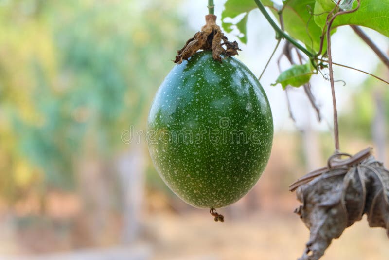 Green Passion Fruit in Nature Stock Image - Image of garden, fruit ...