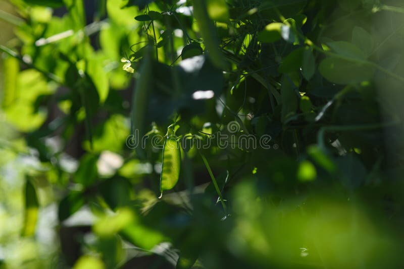 Close up of green pea pods stock photo. Image of food - 226971476