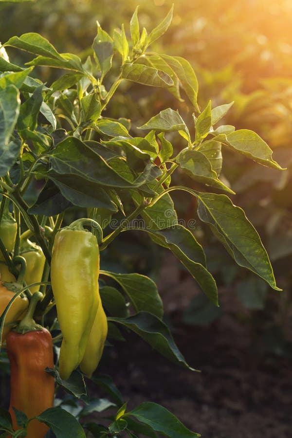Close Up of Green Peeper in the Evening Sunlight Stock Image - Image of ...
