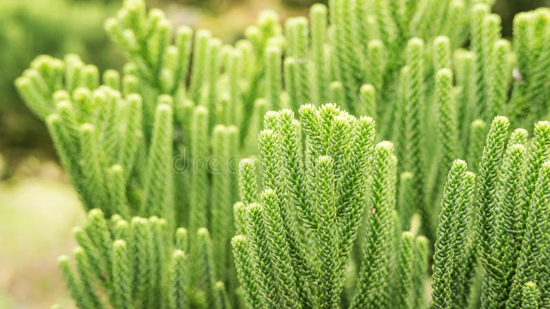 Close Up of Green Betel Piper Leaf for a Background Stock Photo - Image ...