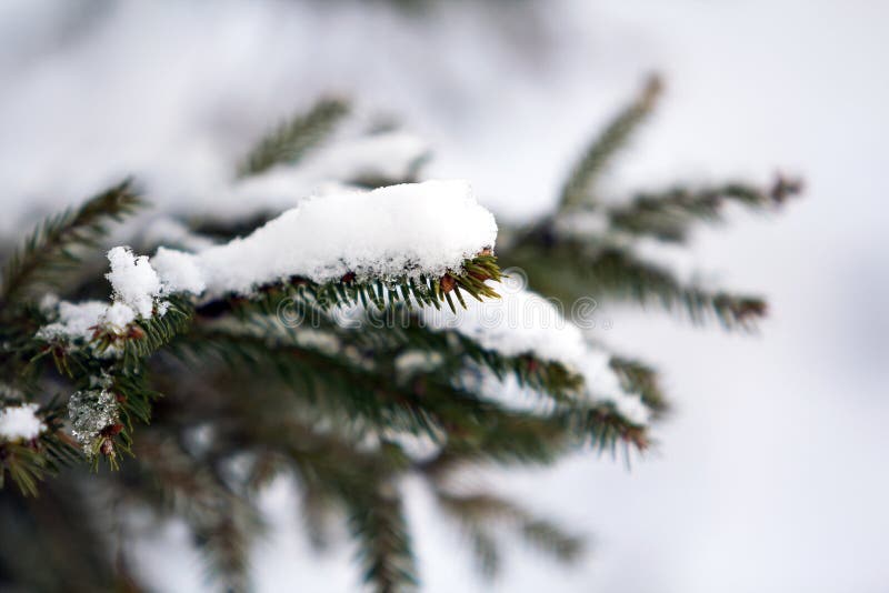 Close-up of Green Pine Tree Branches Covered with Snow in Winter Stock ...