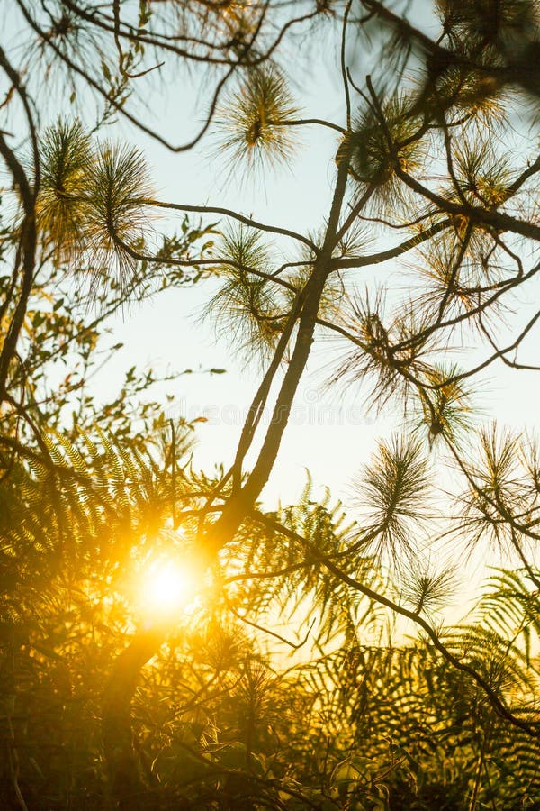 Close up green pine tree stock image. Image of wood - 328480537