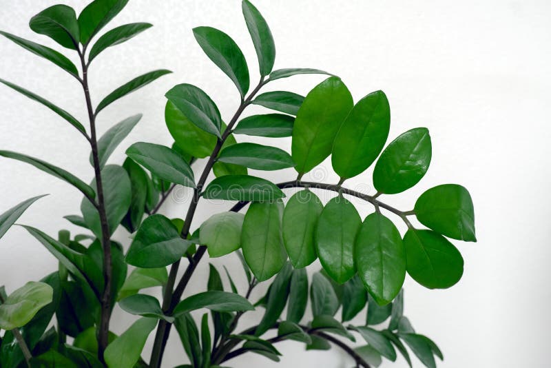 Green plant branches stock photo. Image of branches - 180249876