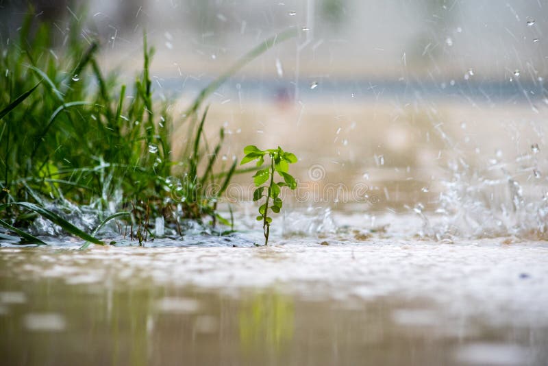 Close up of a green plant. stock photo. Image of falling - 95510150