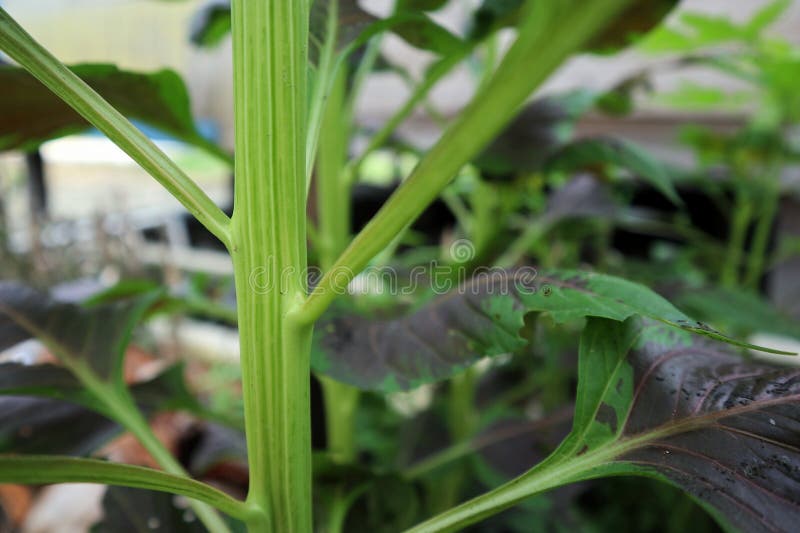 A Close-up of a Green Plant Stem with Visible Nodes and Internodes ...