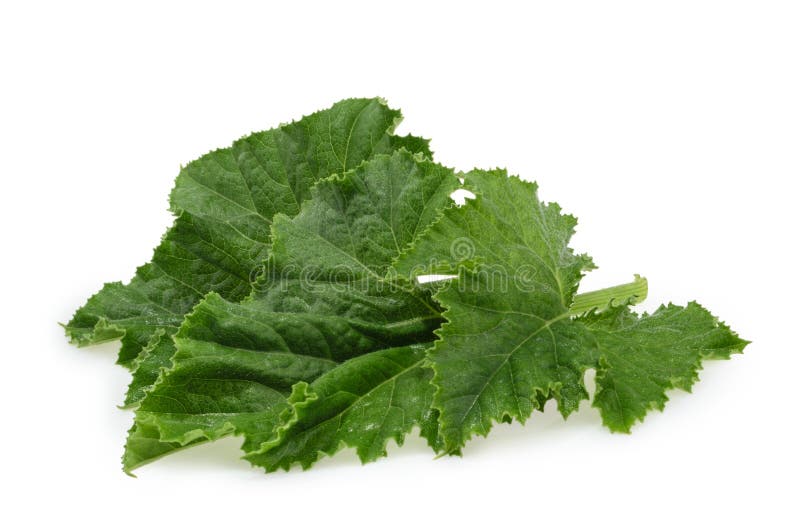 Close Up Green Pumpkin Leaf Isolated on White Stock Image - Image of ...