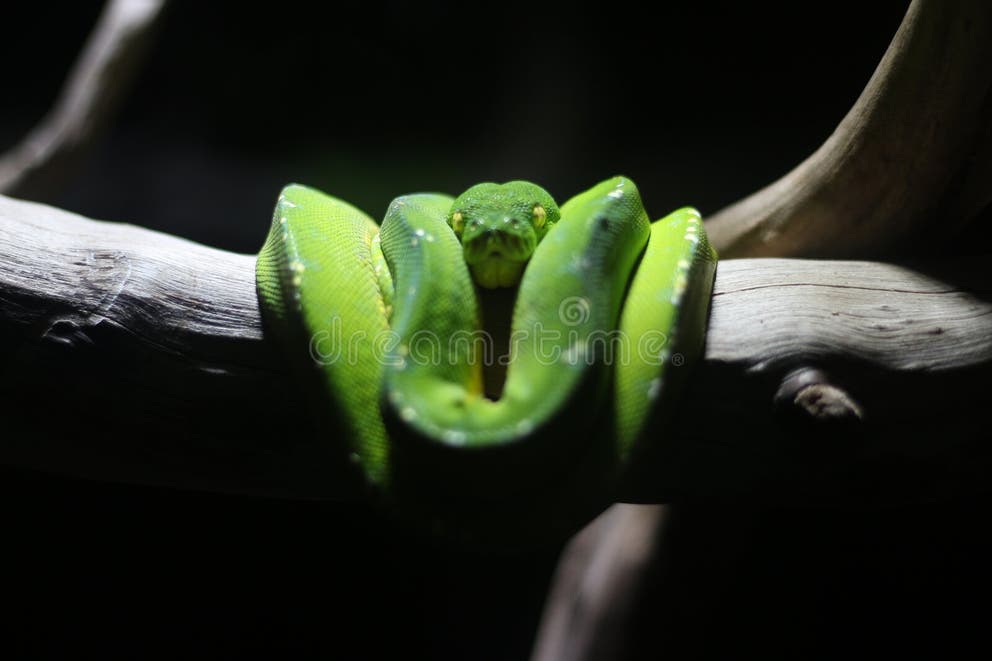 Close Up of a Green Python or Morelia Viridis or Green Tree Python ...