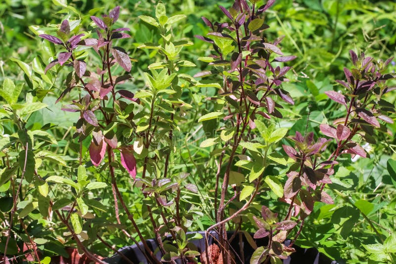 Close Up Green and Red Basil Leaf on Basil Tree Stock Photo - Image of ...